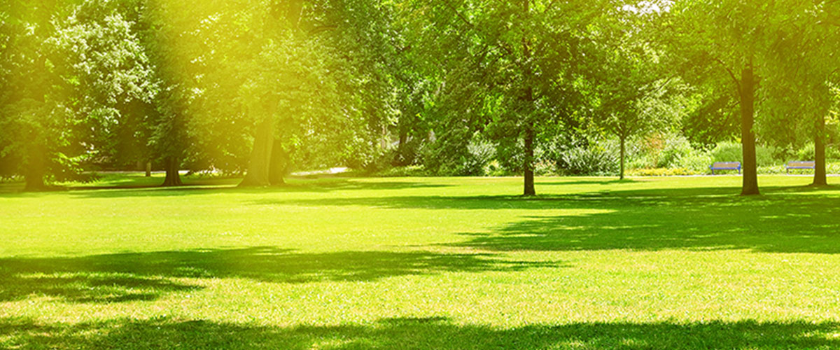 Signes et cause d'un sol compacté | Nutrite St-Élie